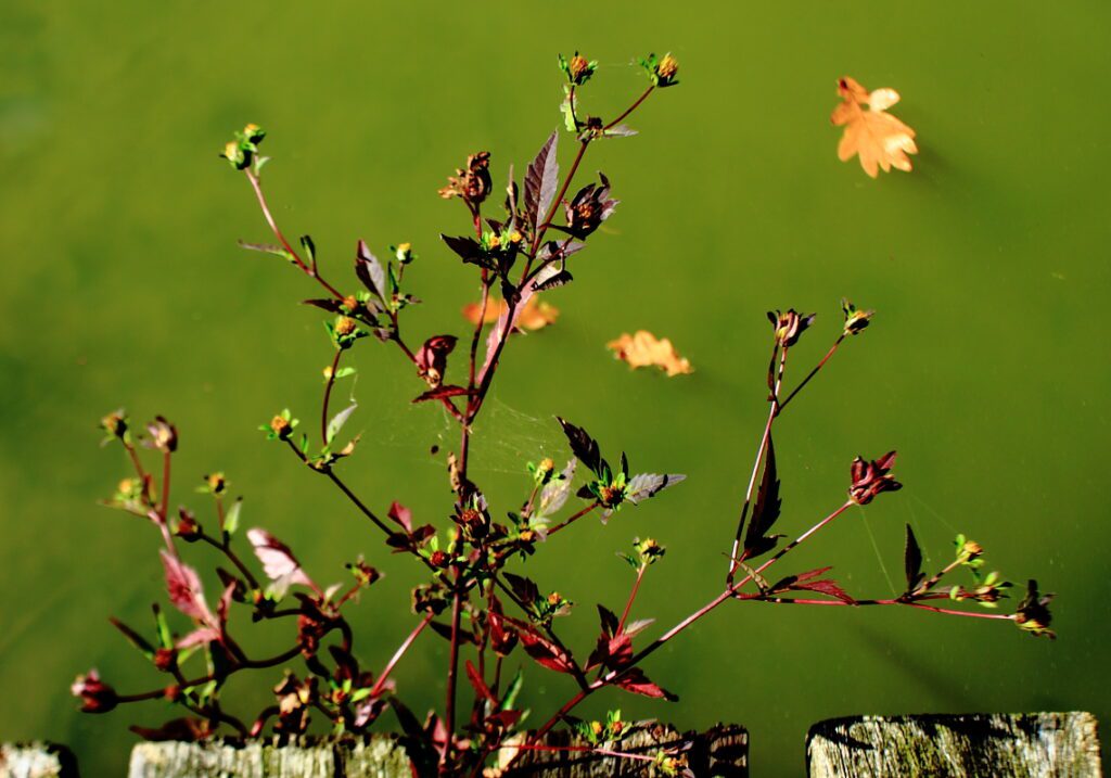Syzyf z Puszczy Noteckiej – Fotowędrownik