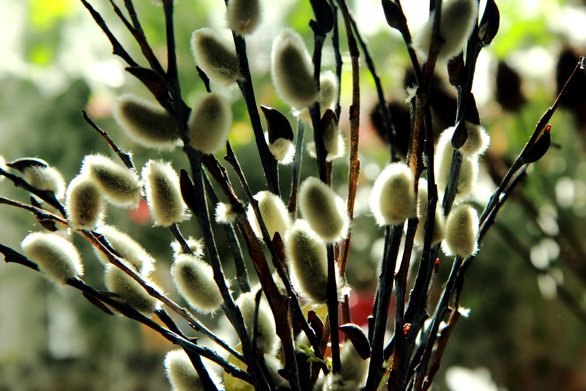 Bazie wierzbowe to kwiaty w kożuszkach – Fotowędrownik